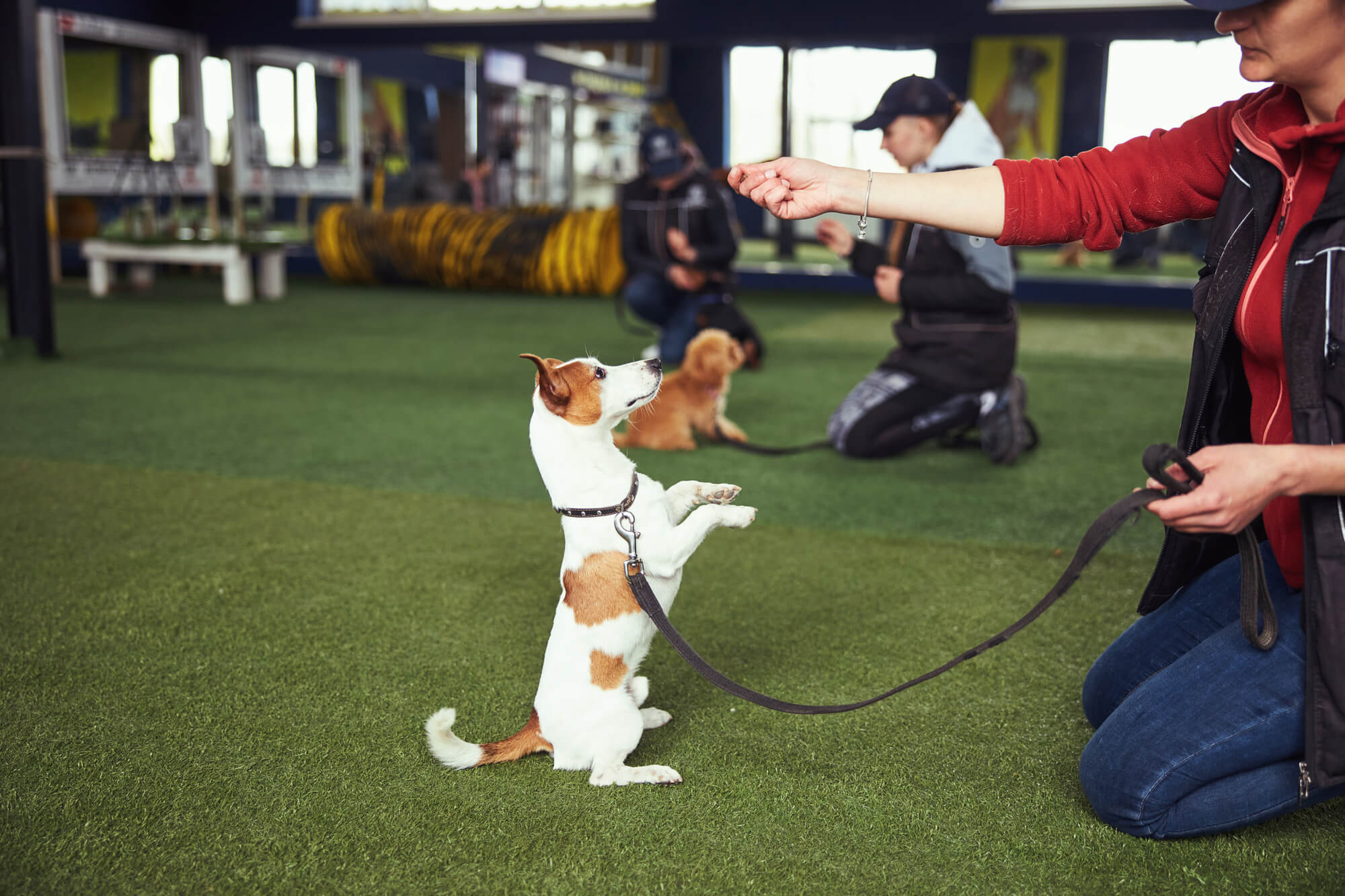 Fetching New Clients: Innovative Marketing Ideas For Dog Trainers | REVERB